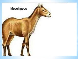 Mesohippus Habitat