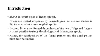Phylogeny of lichen ppt | PPT