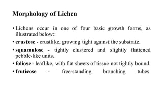 Phylogeny of lichen ppt | PPT