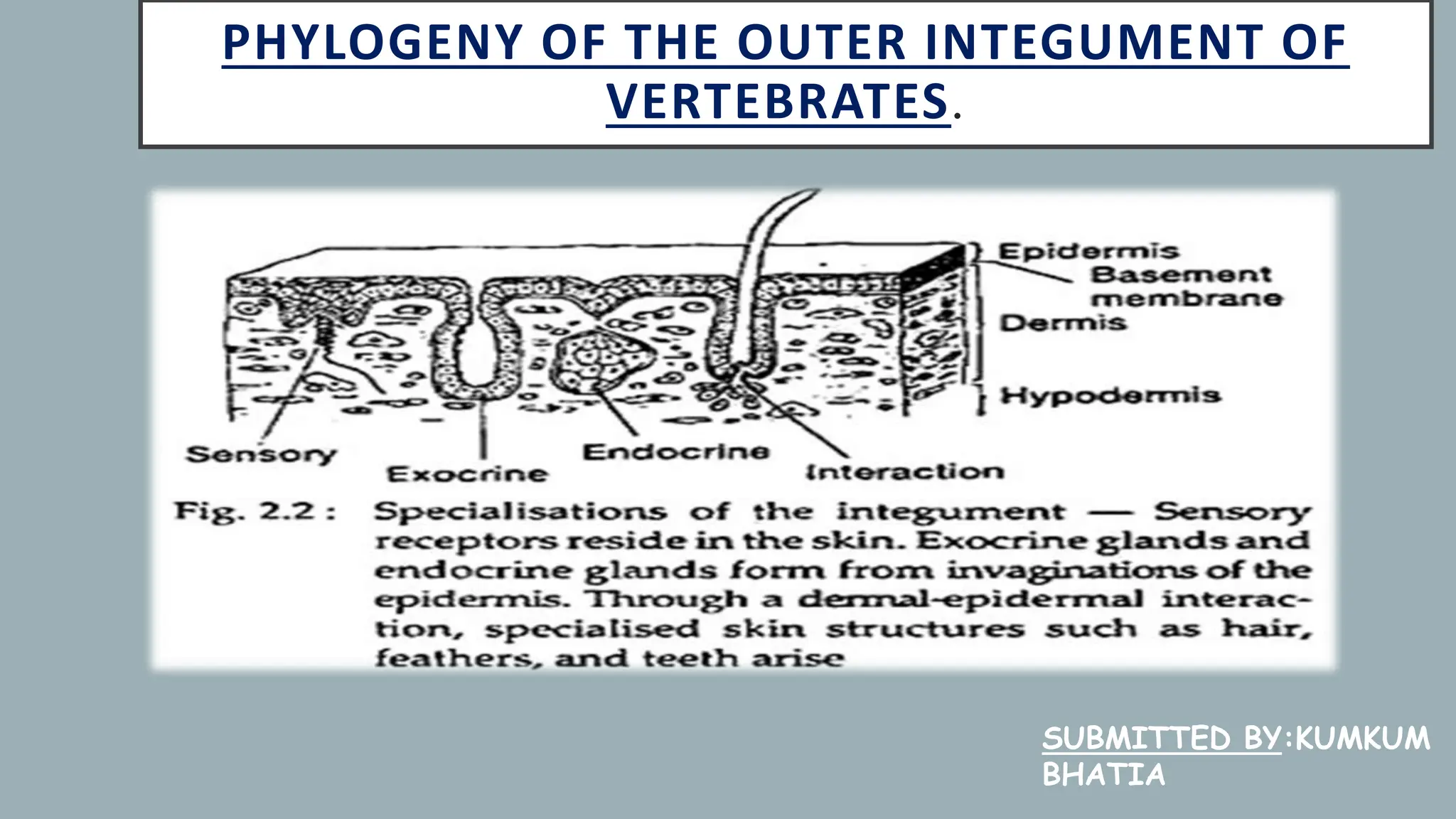 PHYLOGENY OF THE OUTER INTEGUMENT OF VERTEBRATES.pptx