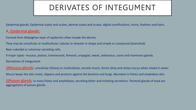 PHYLOGENY OF THE OUTER INTEGUMENT OF VERTEBRATES.pptx