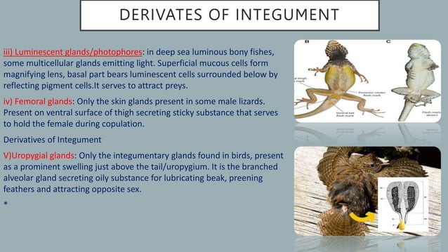 PHYLOGENY OF THE OUTER INTEGUMENT OF VERTEBRATES.pptx
