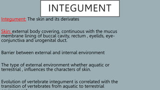 PHYLOGENY OF THE OUTER INTEGUMENT OF VERTEBRATES.pptx