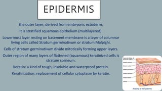 PHYLOGENY OF THE OUTER INTEGUMENT OF VERTEBRATES.pptx