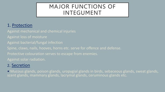 PHYLOGENY OF THE OUTER INTEGUMENT OF VERTEBRATES.pptx