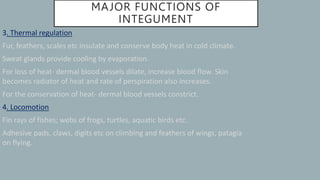 PHYLOGENY OF THE OUTER INTEGUMENT OF VERTEBRATES.pptx