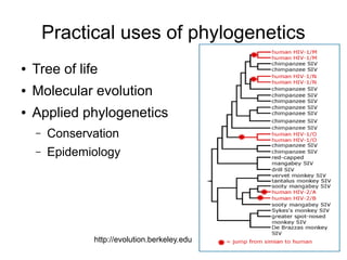 Phylolecture | PPT