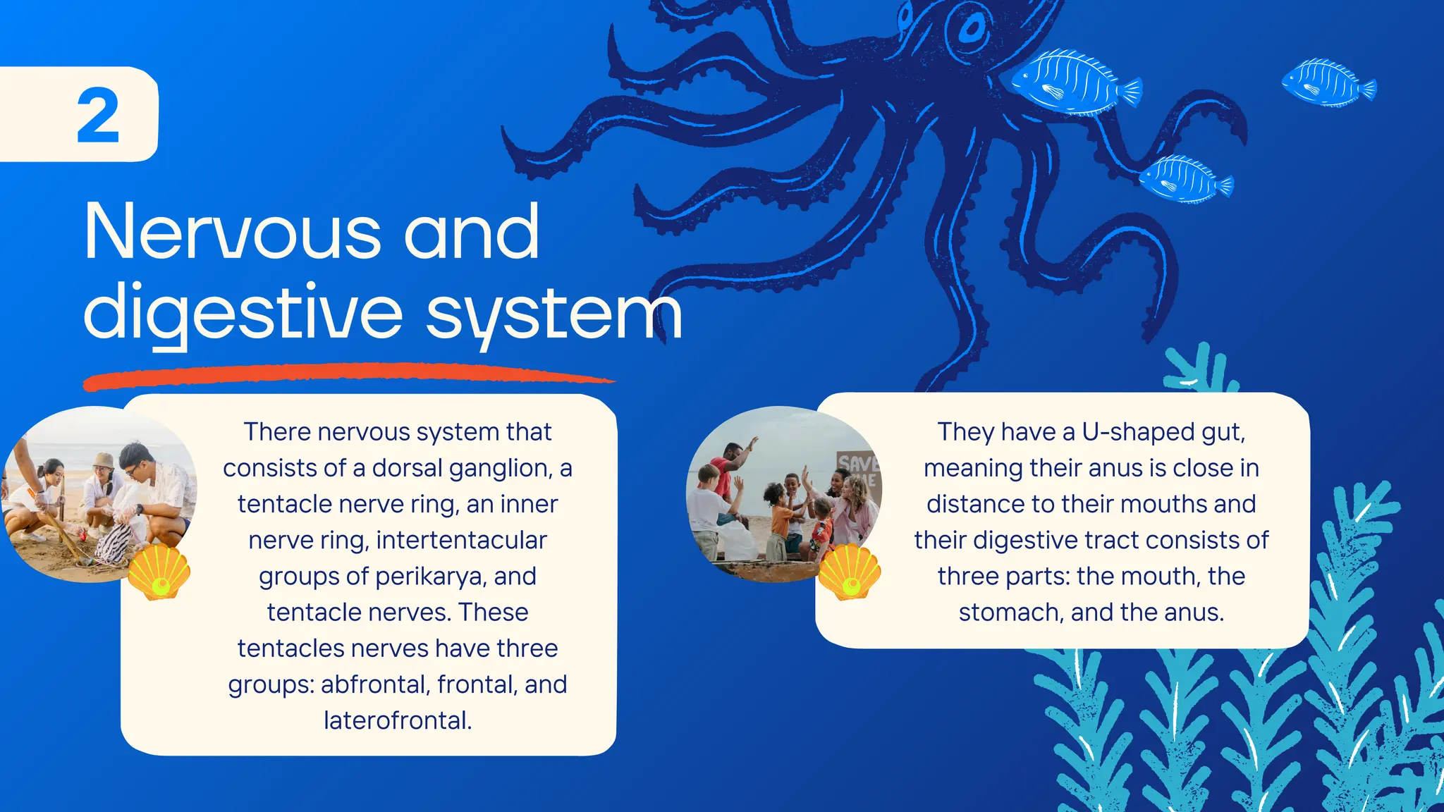 Phylom Phoronida12345678769966689867.pdf | Zoos & Aquariums | Attractions