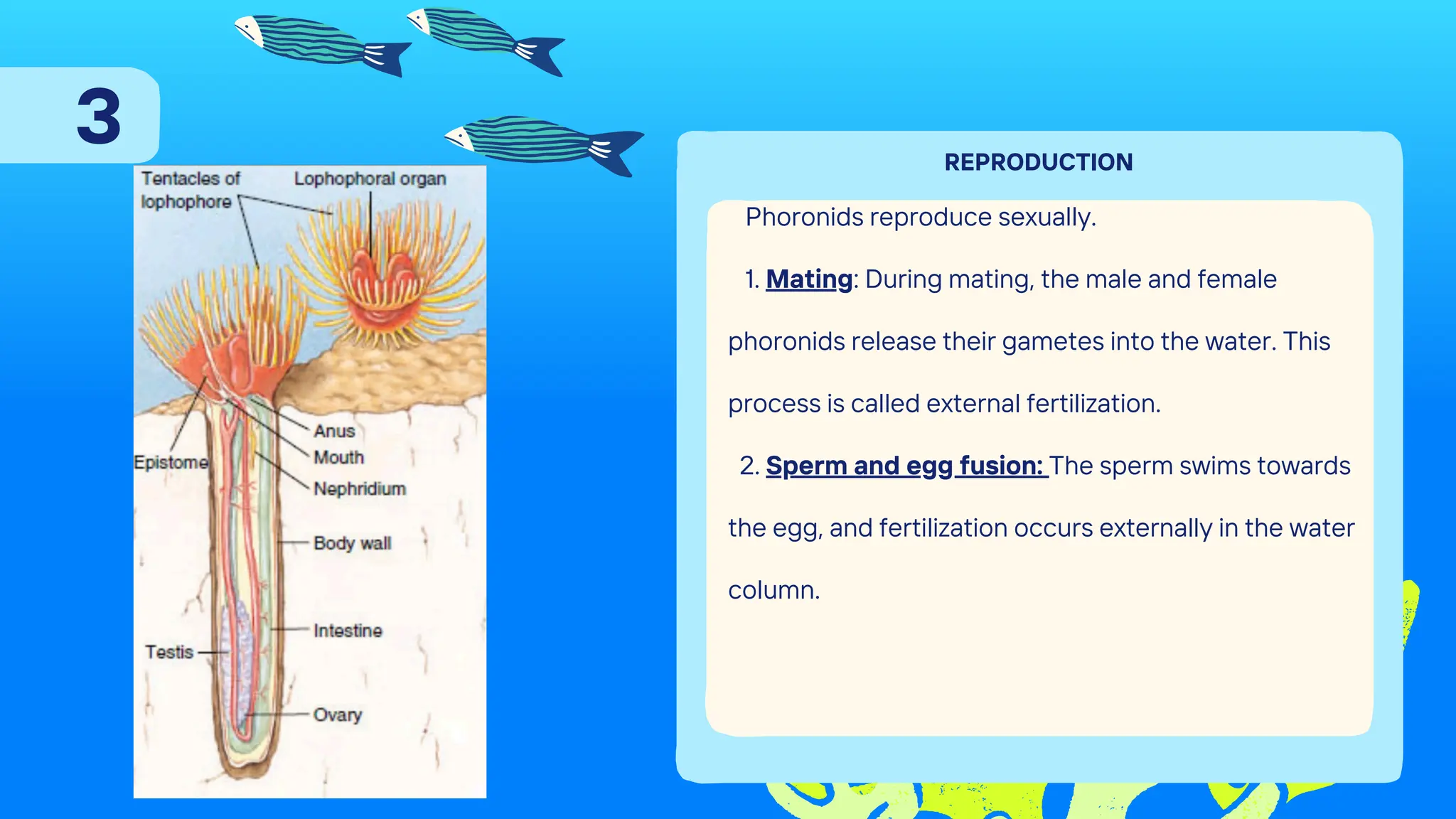 Phylom Phoronida12345678769966689867.pdf | Zoos & Aquariums | Attractions