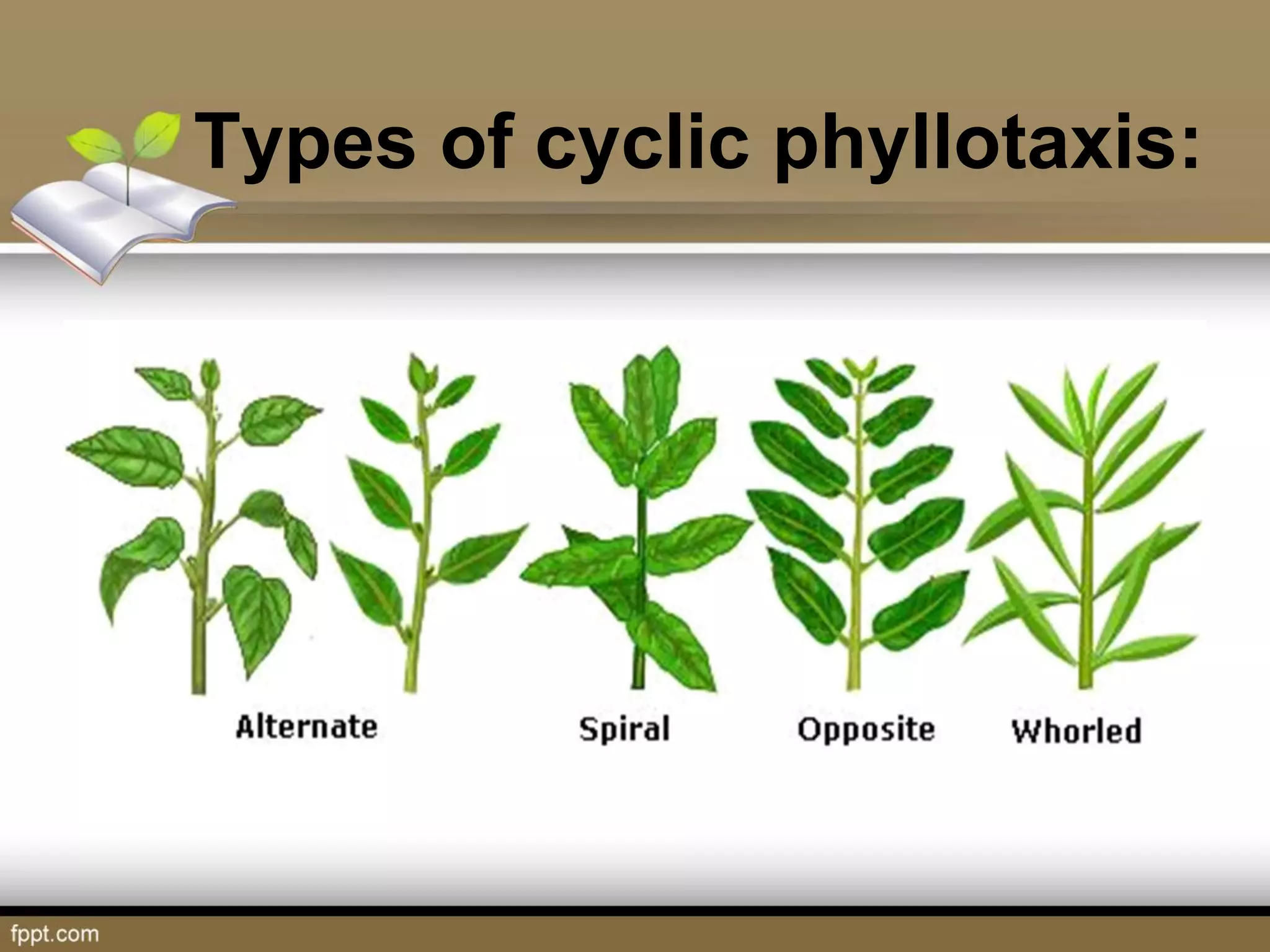 Phylotaxis | PDF