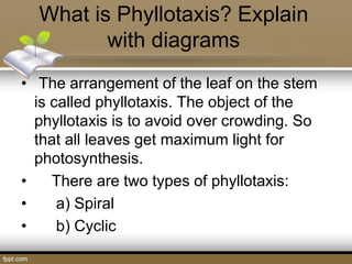 Phylotaxis | PDF