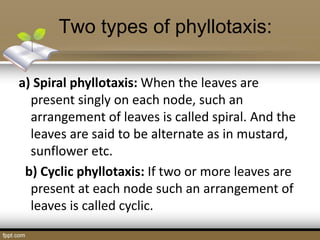 Phylotaxis | PDF