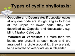Phylotaxis | PDF