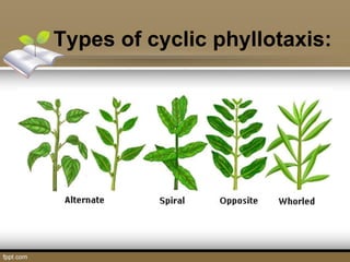 Spiral Phyllotaxy