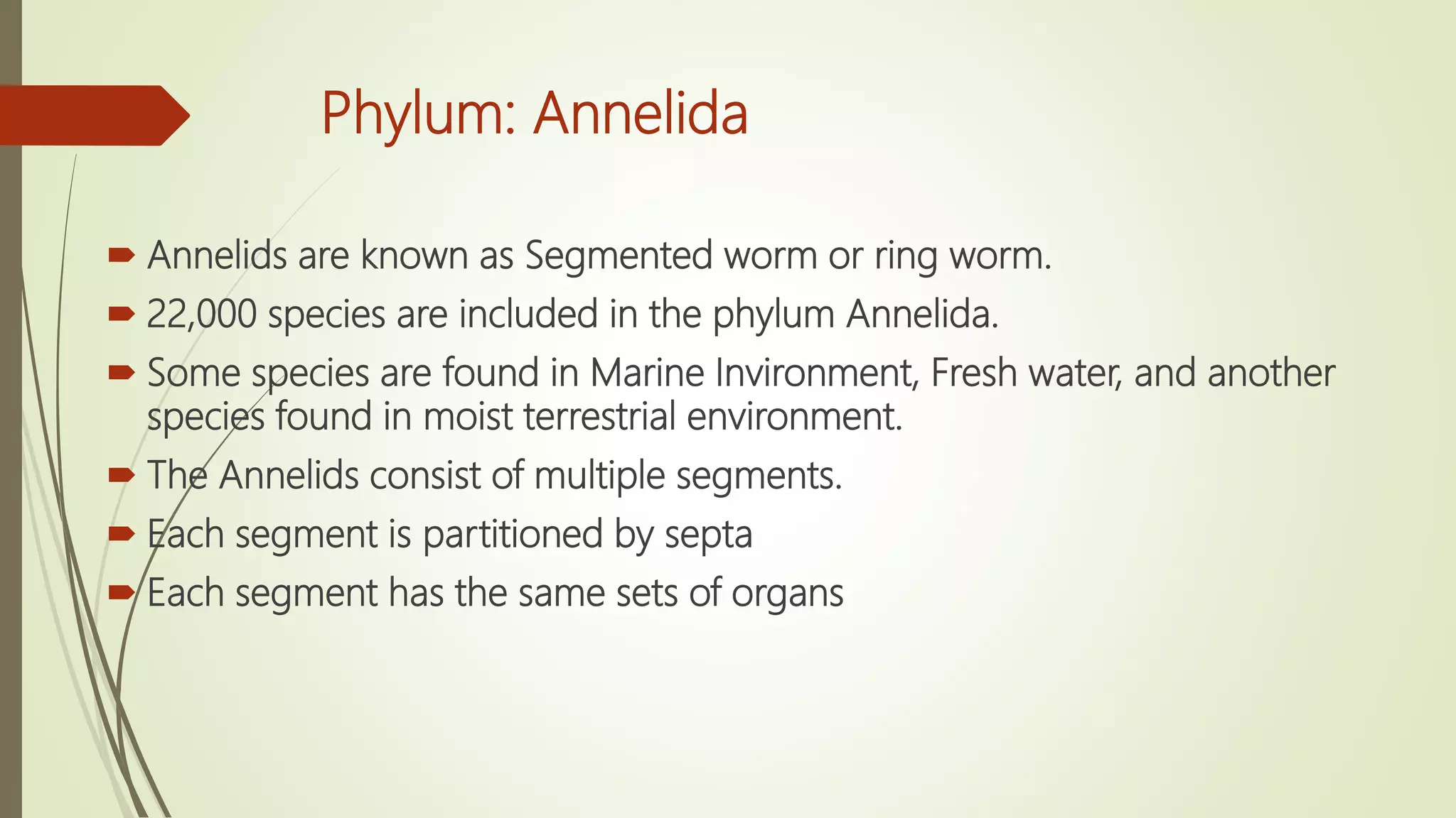 Phylum-Annelida.pptx