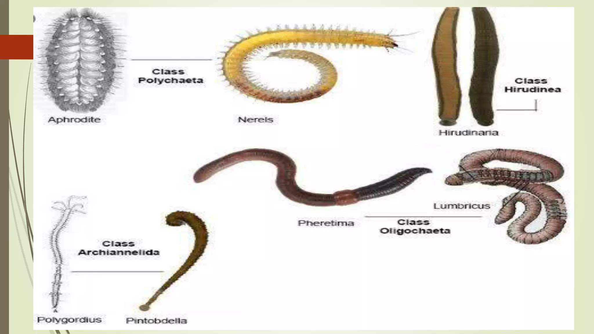 Phylum-Annelida.pptx