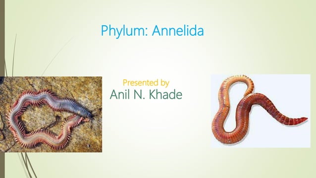 Phylum-Annelida.pptx