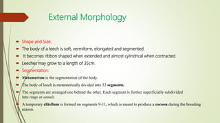 Phylum-Annelida.pptx