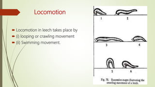Phylum-Annelida.pptx