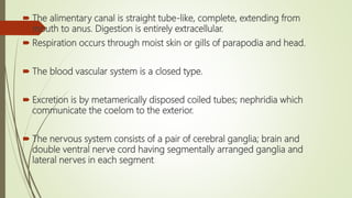 Phylum-Annelida.pptx