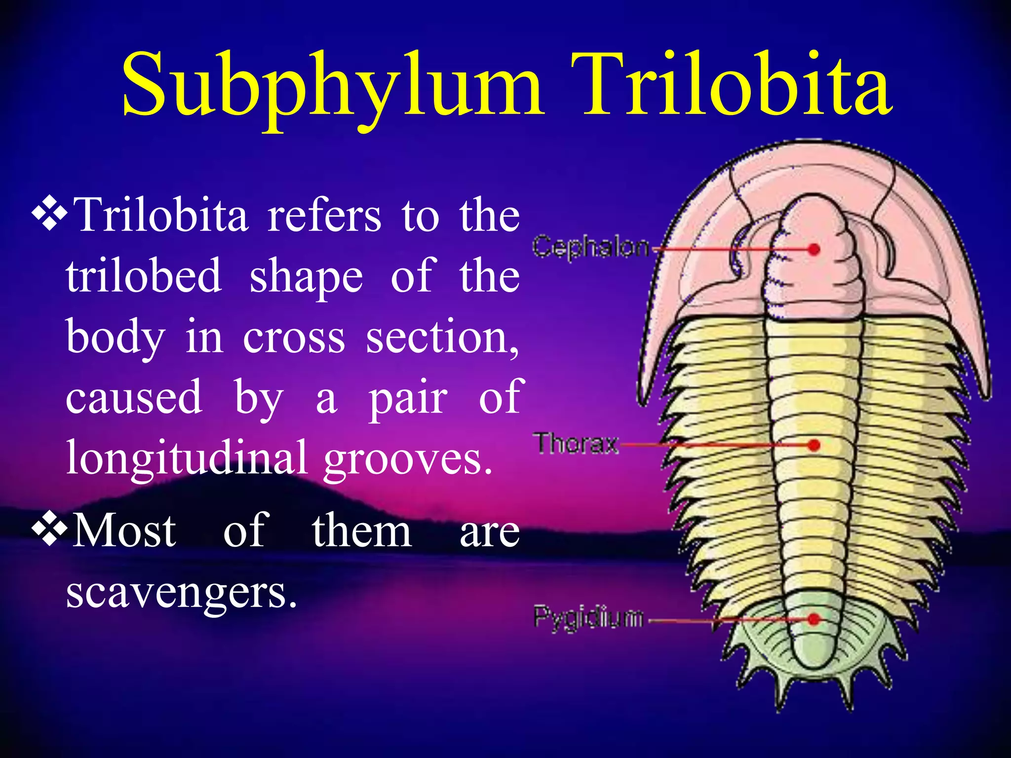 Phylum antropoda-zoology | PPTX