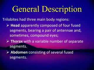 Phylum antropoda-zoology | PPTX