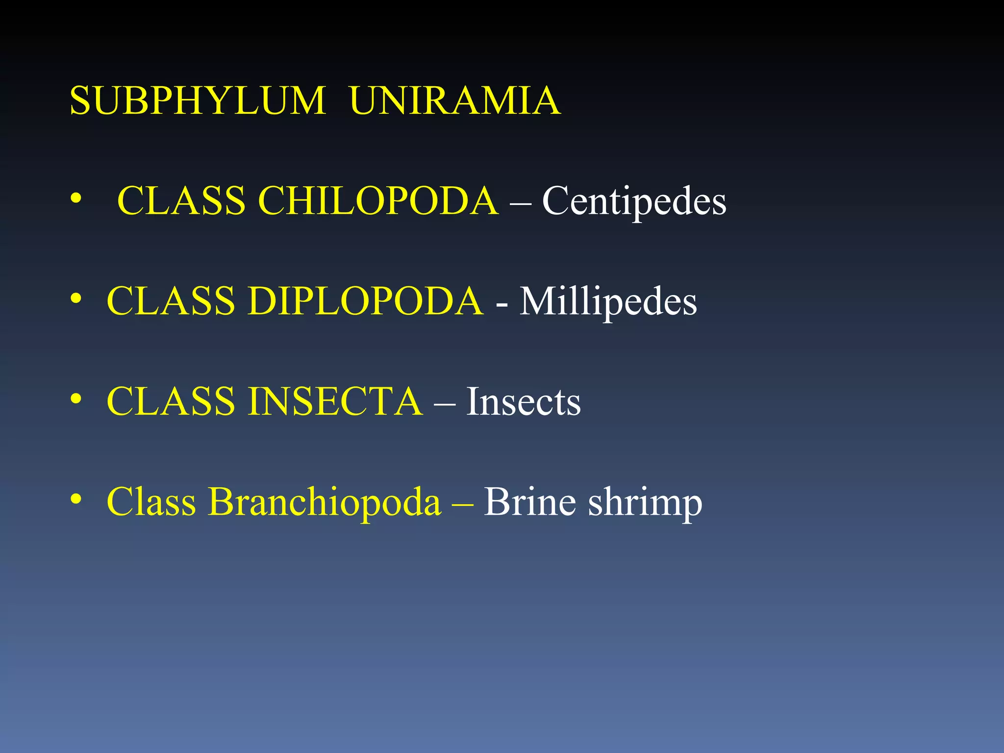 Phylum arthropoda | PPT