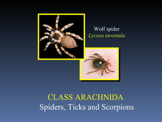 Phylum arthropoda | PPT