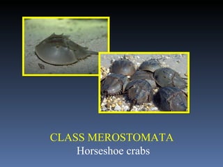 Phylum arthropoda | PPT