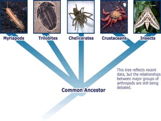 Phylum arthropoda | PPT