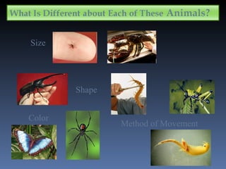 Phylum arthropoda | PPT