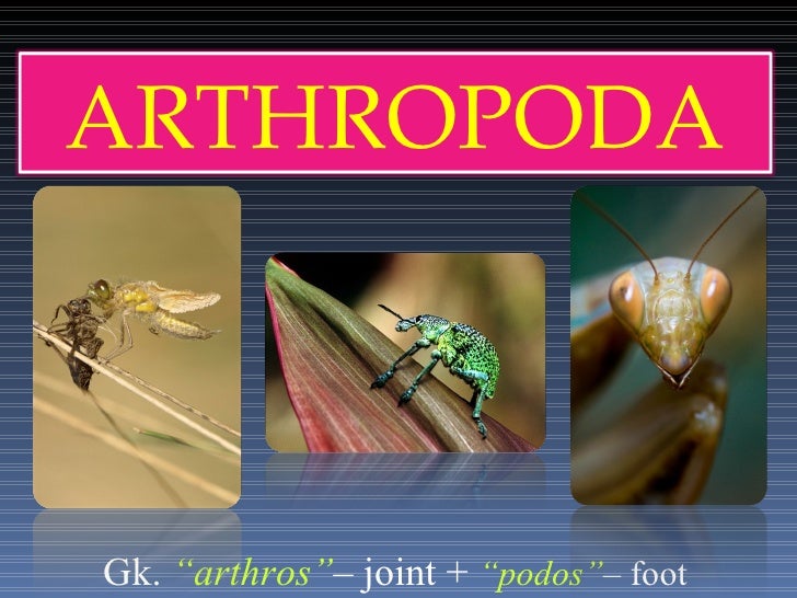 Phylum arthropoda