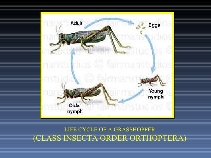 Phylum arthropoda