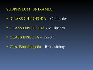 Phylum arthropoda | PPT
