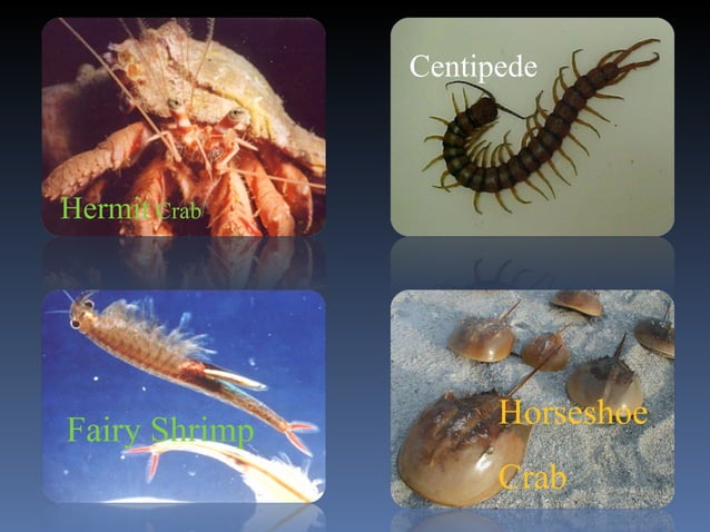 Phylum arthropoda | PPT