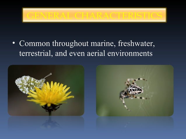 Phylum arthropoda | PPT