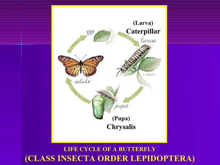 Phylum Arthropoda