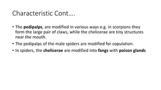 Phylum-Arthropoda 1.pptx