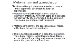 Phylum-Arthropoda 1.pptx