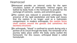 Phylum-Arthropoda 1.pptx