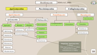 Phylum Basidiomycota: Diversity, Characteristics and Life Cycle | PPTX