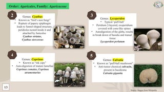 Phylum Basidiomycota: Diversity, Characteristics and Life Cycle | PPTX