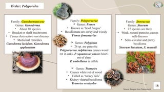 Phylum Basidiomycota: Diversity, Characteristics and Life Cycle | PPTX