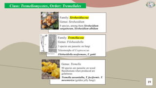 Phylum Basidiomycota: Diversity, Characteristics and Life Cycle | PPTX