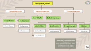 Phylum Basidiomycota: Diversity, Characteristics and Life Cycle | PPTX