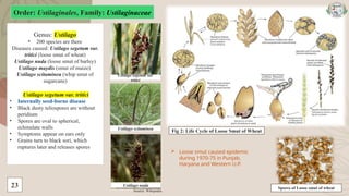 Phylum Basidiomycota: Diversity, Characteristics and Life Cycle | PPTX