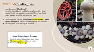 Phylum Basidiomycota: Diversity, Characteristics and Life Cycle | PPTX