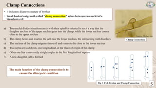 Phylum Basidiomycota: Diversity, Characteristics and Life Cycle | PPTX