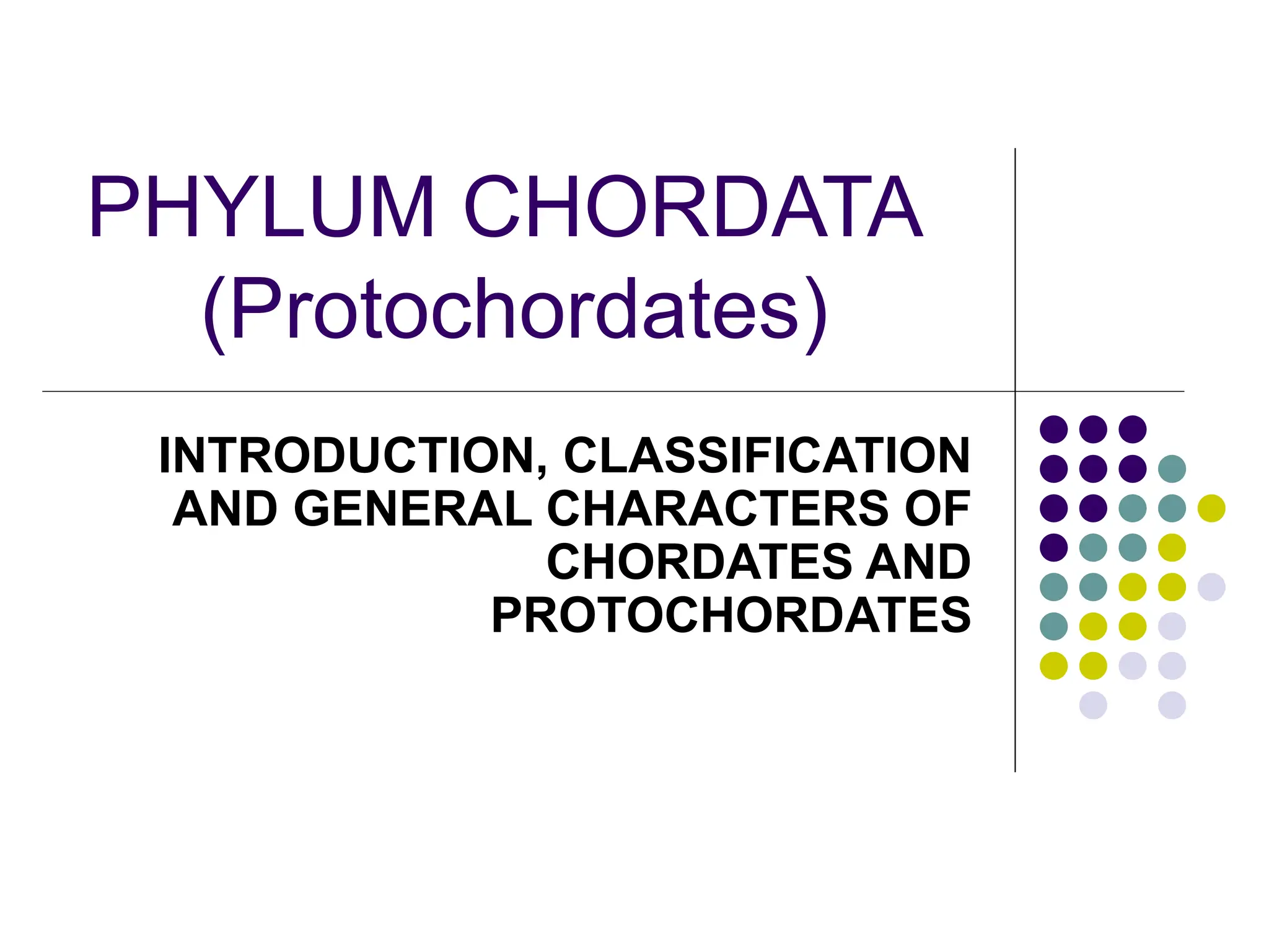 phylum-chordata-and-protochordates in diversity of chordates | PPT