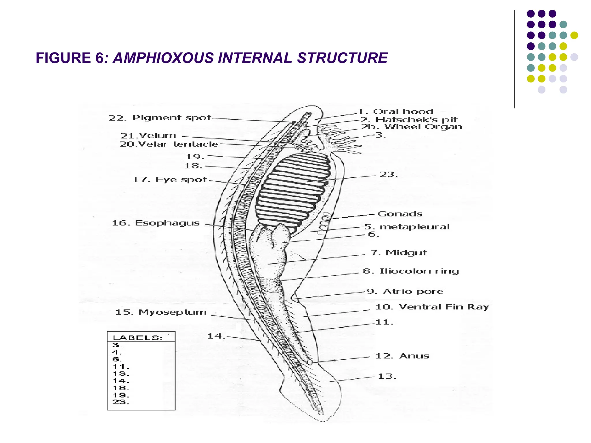 phylum-chordata-and-protochordates in diversity of chordates | PPT